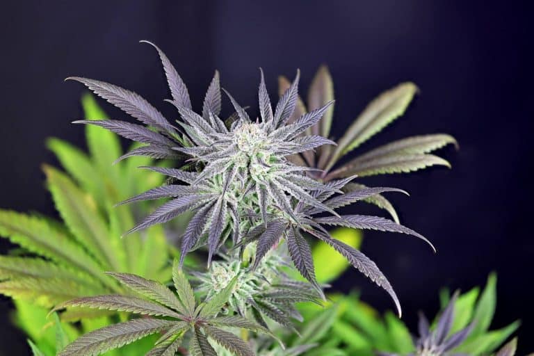 Peyote Gorilla Feminised - Strain Rating